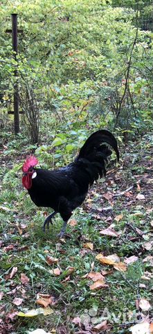 Инкубационное Яйцо Барбезье