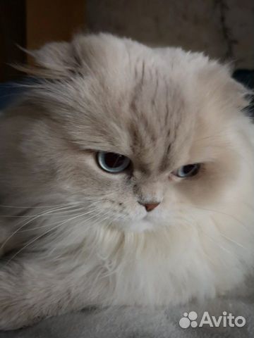 Кот шотландский голубоглазый вислоухий