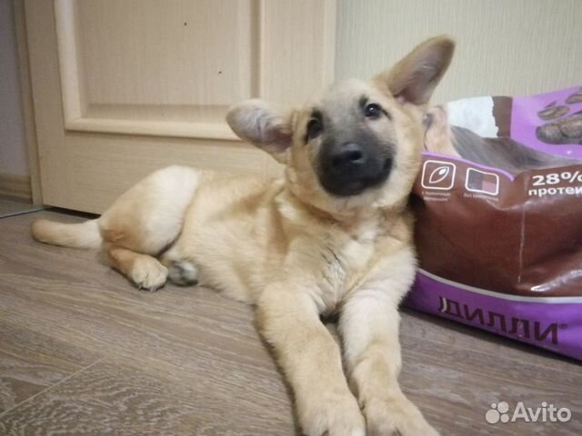 Щеночек ищет семью