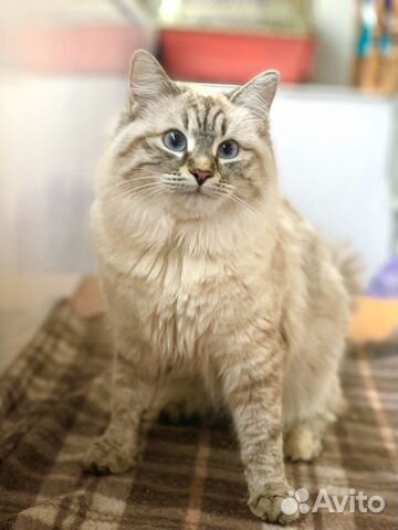 Кошечка Жасмин ищет дом