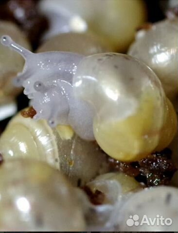 Улитки Ахитина