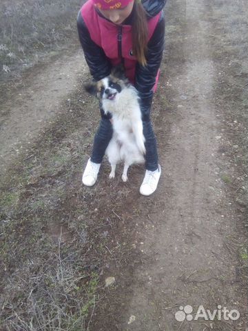 Собака