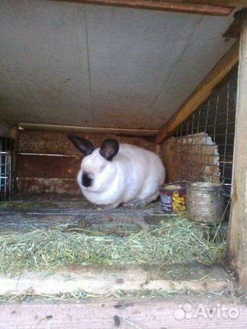 Кролик колифорнийцы