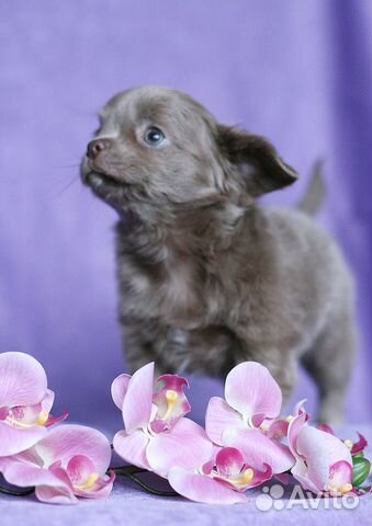 Длинношерстная лиловая девочка чихуахуа