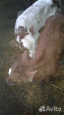 Бычки 10 дней