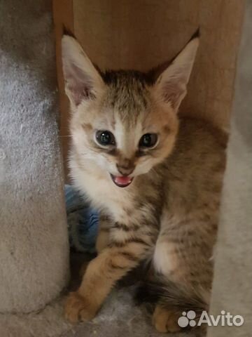 Кошка Чаузи ф1