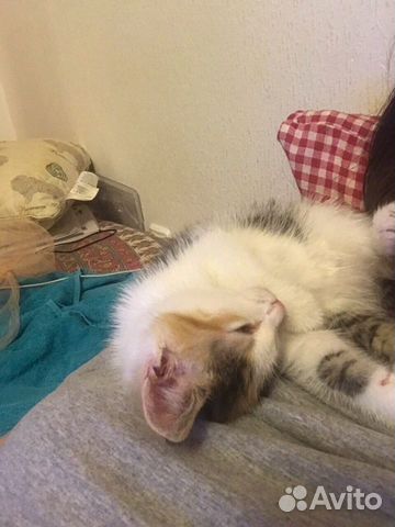 Кошка