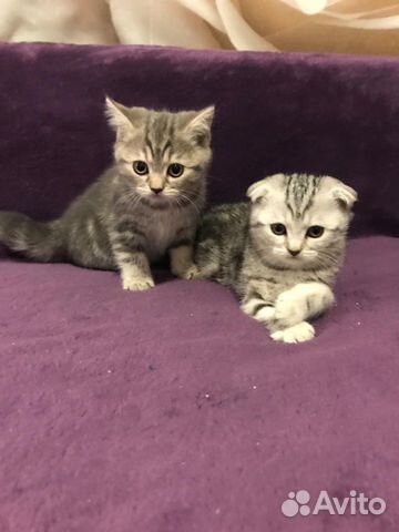 Шотландская кошечка