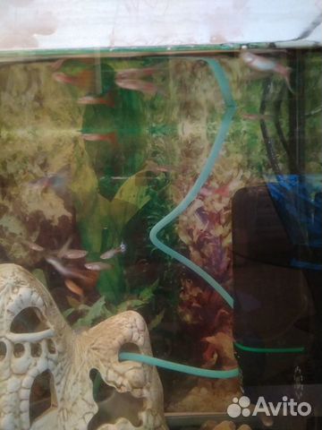 Гуппи маленькие микс