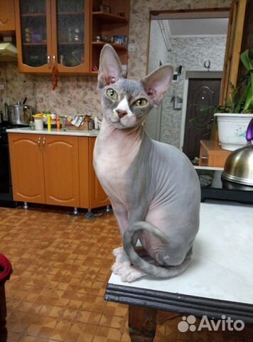 Канадский сфинкс,кошечка ищет жениха