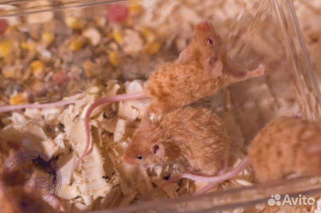 Декоративная мышь с кудряшками (рекс, тексель)