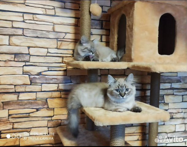 Котик и супер стандарт