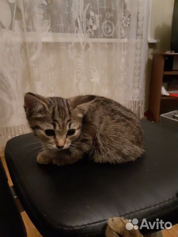 Отдадим котёнка в добрые руки
