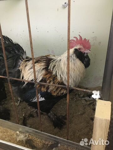 Петухи фавероль, мраморный и золотой орпингтон