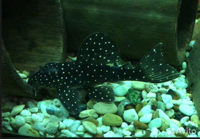 L 028 номерной сомик