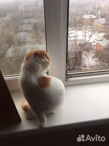 Шотландская вислоухая кошка