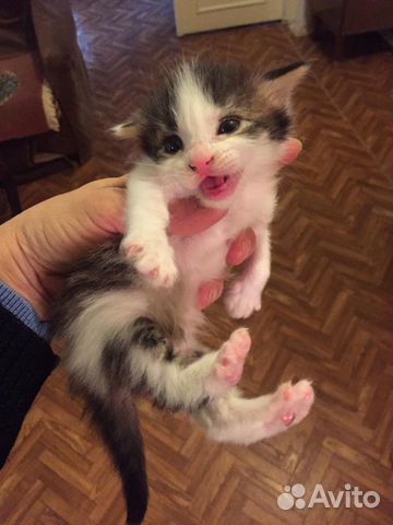 Котенок