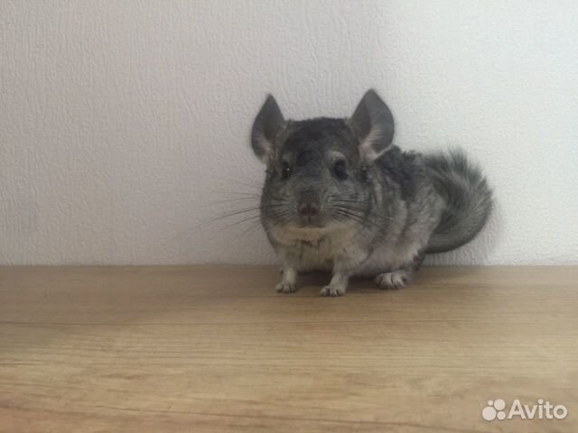 Шиншилла с клеткой