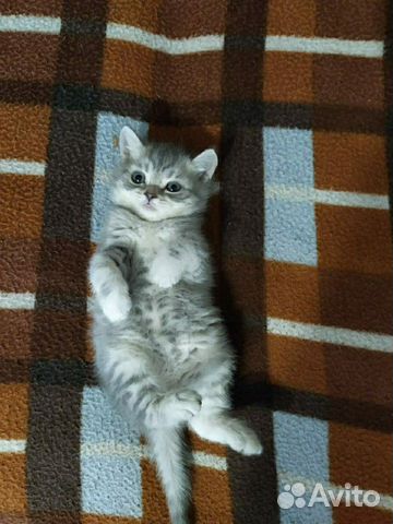 Малыши карандаши