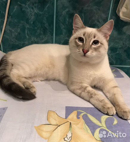 Котёнок тайский бесплатно