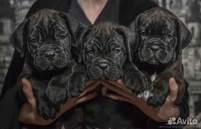 Кане Корсо от Чемпиона Евразии(Доставка)