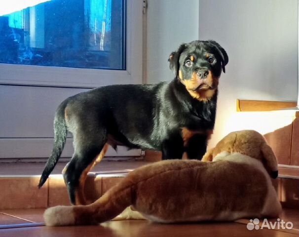 Алиментный щенок ротвейлера. РКФ