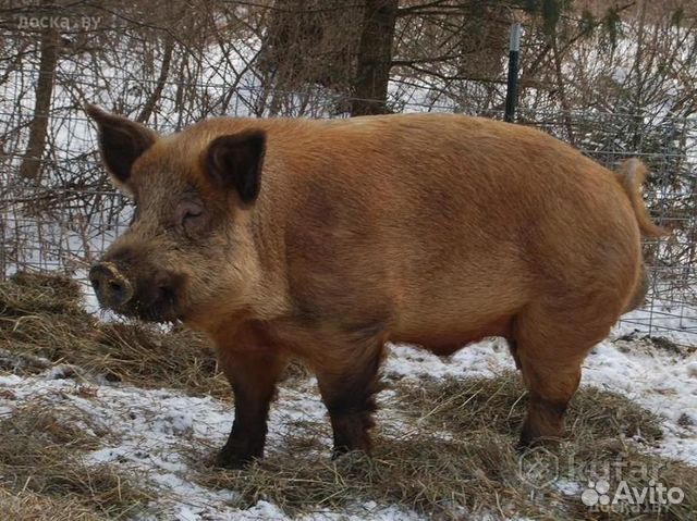 Поросята (дюрок-мангалица)