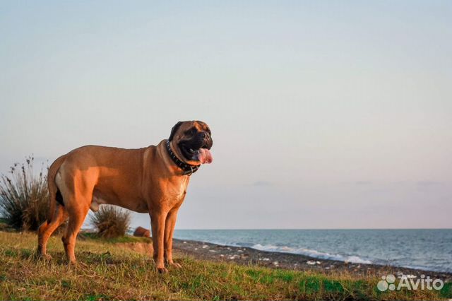 Бульмастиф кобель на случку