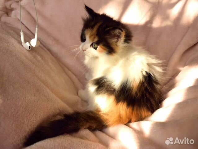 Пушистая черепашка