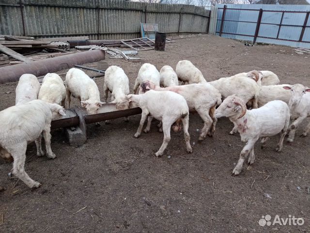 Баранчики на откорме