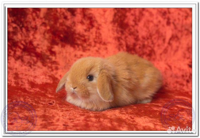 Забавные крольчата рыжие вислоушки