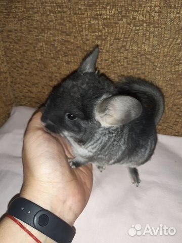 Продам шиншиллёнка девочку чёрный бархат