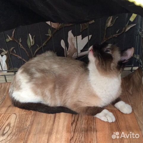 Кошка в добрые руки