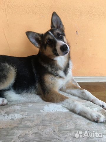 Щенок Барни ищет хозяина