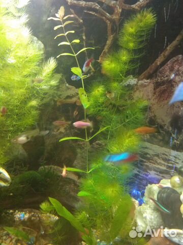 Роголистник и мексиканский дубок