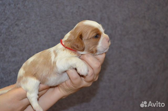 Кавалер кинг чарльз