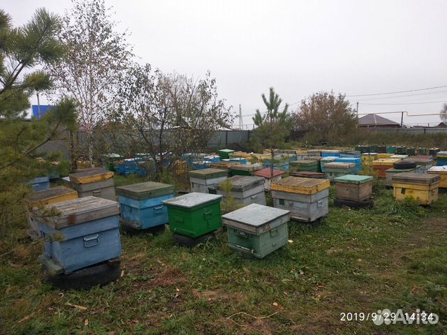 Пчелосемьи