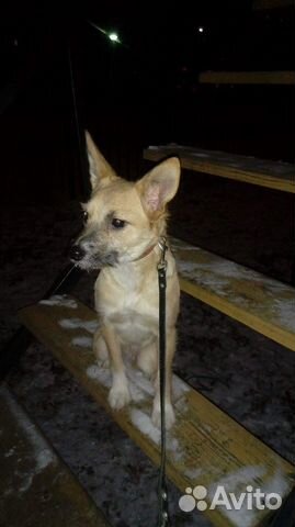 Небольшая собачка в дар