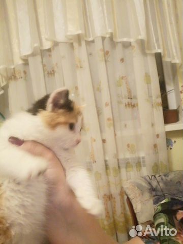 Отдам кошку