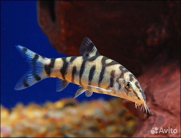 Боция,мраморная