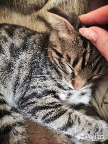 Котенок шотландский вислоухий