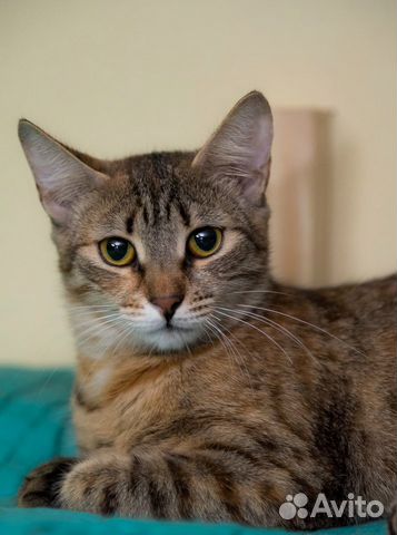 Кошка Есения ищет дом