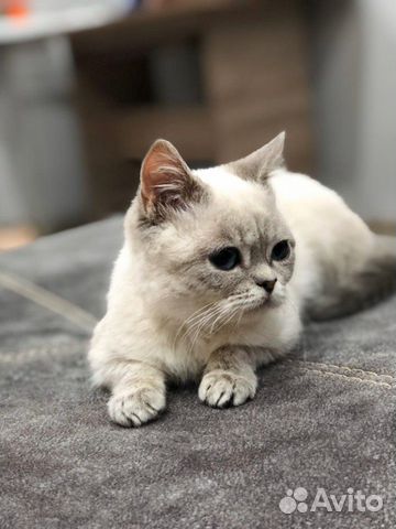 Котенок шотландский