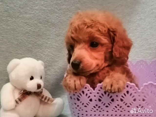Яркие, Миниатюрные Мальчики
