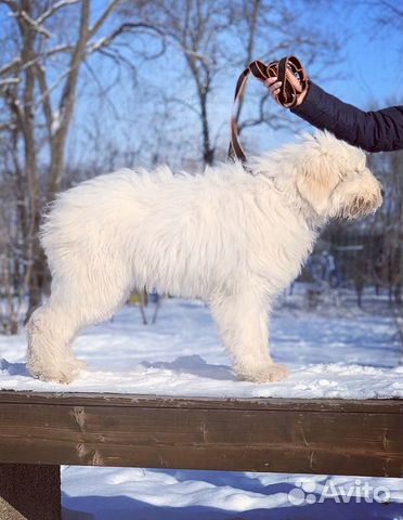 Щенок южнорусской овчарки (девочка)