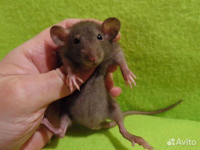 Крысы,крысята девочки - дамбо, стандарт, клетки