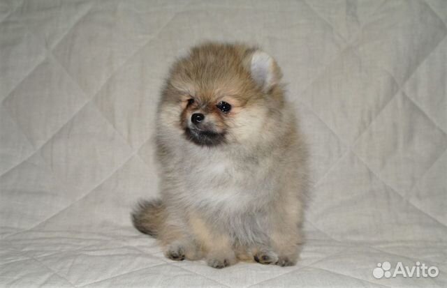 Шпиц щенки. разные окрасы