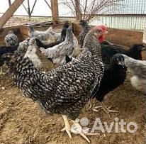 Петушок Доминант