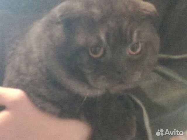 Шотландская и британская помесь