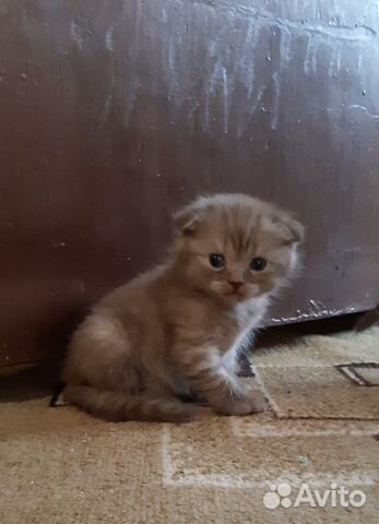 Шотландские котята